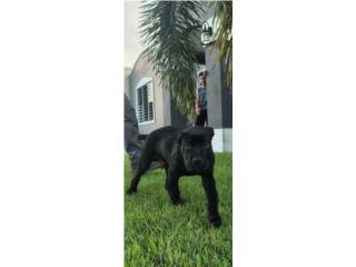 Cane corso Puerto Rico