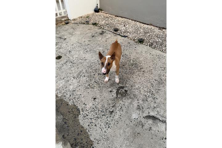 Bull Terrier Puerto Rico