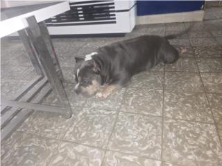 Pitbull bully Puerto Rico