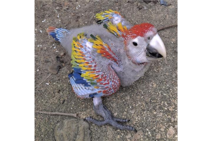 Guacamayo Scarlet Bebe Puerto Rico