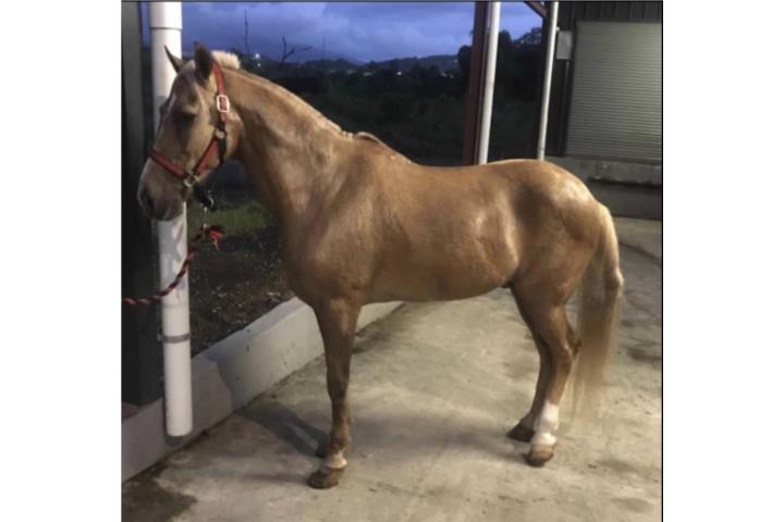Caballo canario Puerto Rico