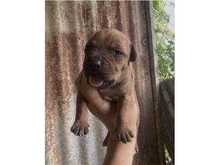 American Pitbull Terrier Puerto Rico