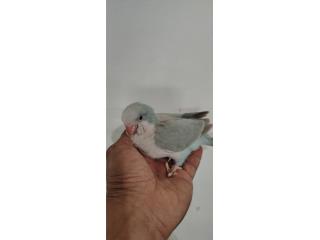 Quaker BB azul paly $250 Puerto Rico