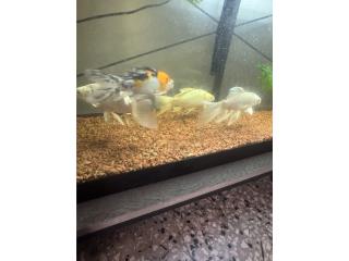 4 Butterfly Koi Puerto Rico