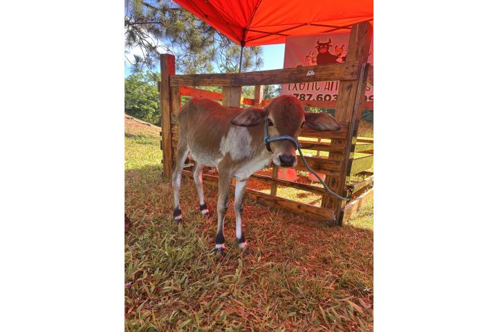 Vaca enana Puerto Rico