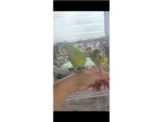 2 canary winged jovenes mansitas Puerto Rico