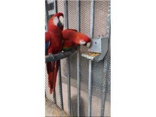 Pareja de Guacamayos Scarlet con ADN Puerto Rico