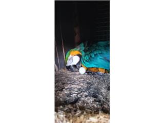 Guacamayo Hembra Puerto Rico