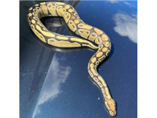 Ball Python Puerto Rico