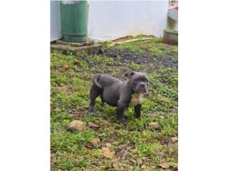 American bully blue Puerto Rico