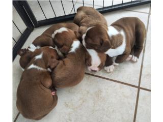 Boston Terrier Rojos Machos Puerto Rico