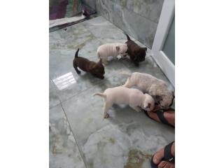 American Bully Puerto Rico