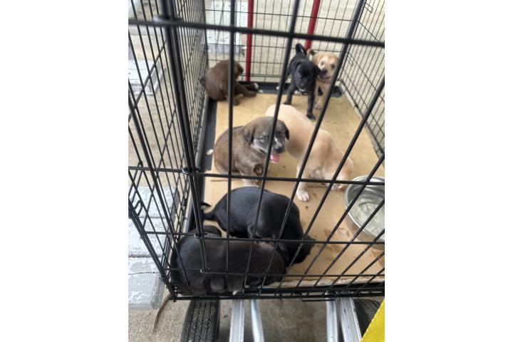 Perritos satos para adopcion Puerto Rico