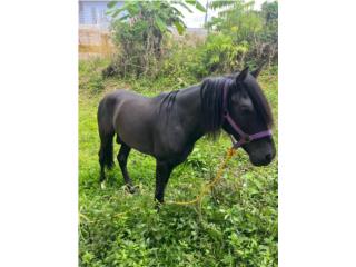 Precioso caballo negro colombiano 7cualta Puerto Rico