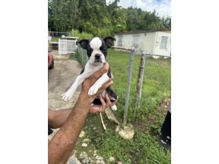 Boston terrier Puerto Rico
