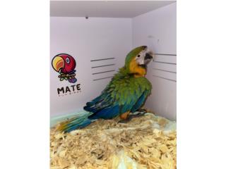 Guacamayo bebe hembra catalina high yellow Puerto Rico