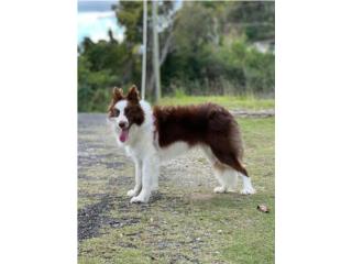 Border collie hembra Puerto Rico