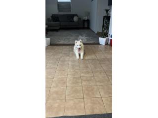 Se regala Husky Puerto Rico