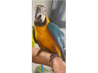 GUACAMAYO Puerto Rico