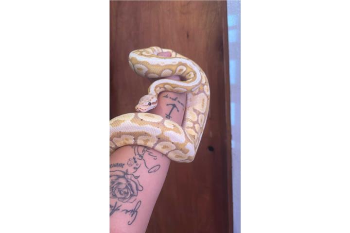 Ball Python Albina Puerto Rico
