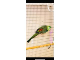 Perico Australeano Puerto Rico