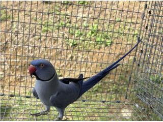 Ringneck violeta doble factor 2 ble split Puerto Rico