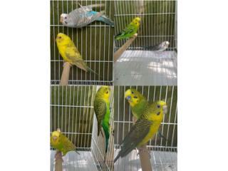 Pareja pericos alas negras Puerto Rico