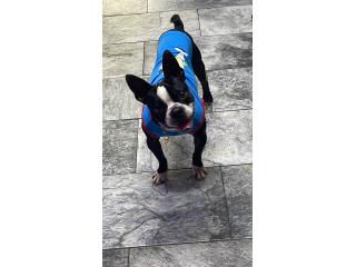 Boston Terrier Puerto Rico