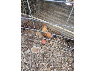 Pollos finos Puerto Rico