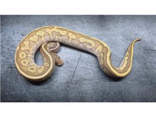 Serpiente / serpientes ball python Puerto Rico
