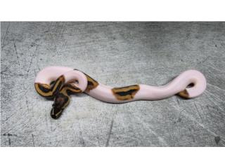 Serpientes / serpiente ball python Puerto Rico