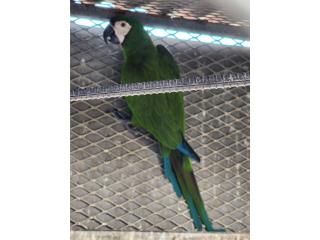 Guacamayo henano Puerto Rico