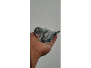 Quaker BB azul Puerto Rico