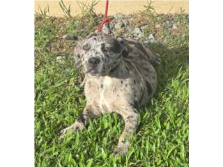 Cane Corso Merle Puerto Rico