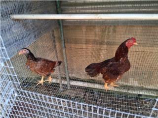 Pareja de cornish bantams Puerto Rico