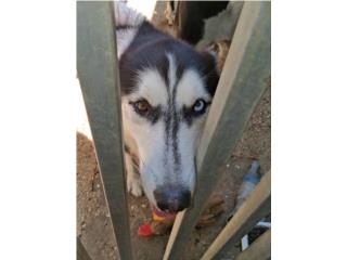 Husky macho Puerto Rico