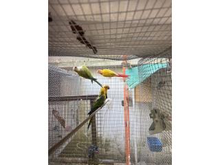 Aves/Birds Puerto Rico, ClasificadosOnline.com