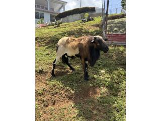 Venta ovejo Puerto Rico