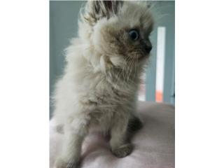 Gatito Himalaya persa chocolate Puerto Rico