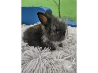 Conejitos mini rex y lionhead doble factor Puerto Rico