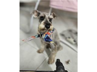 Schnauzer mini puro gris de 4 años Puerto Rico