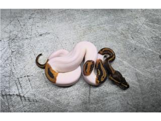 Serpiente / serpientes ball python Puerto Rico