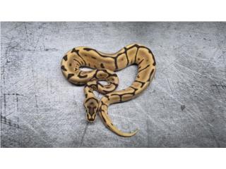 Serpiente / serpientes ball python Puerto Rico
