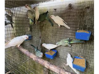 Aves/Birds Puerto Rico, ClasificadosOnline.com