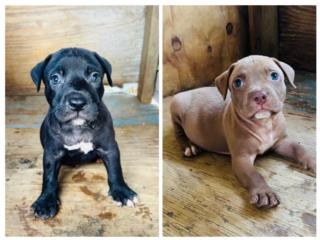 Pitbull Puppies Puerto Rico