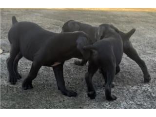 Cane corso Puerto Rico