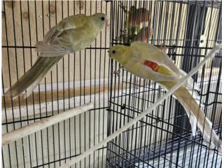 Pareja de pericos red rump Puerto Rico