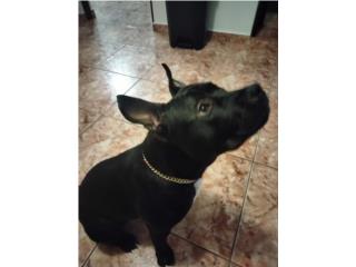 Pitbull/French bullie Puerto Rico