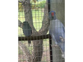 Pareja Ringneck violeta adulta Puerto Rico