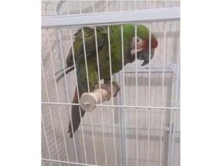 GUACAMAYO MILITAR Puerto Rico